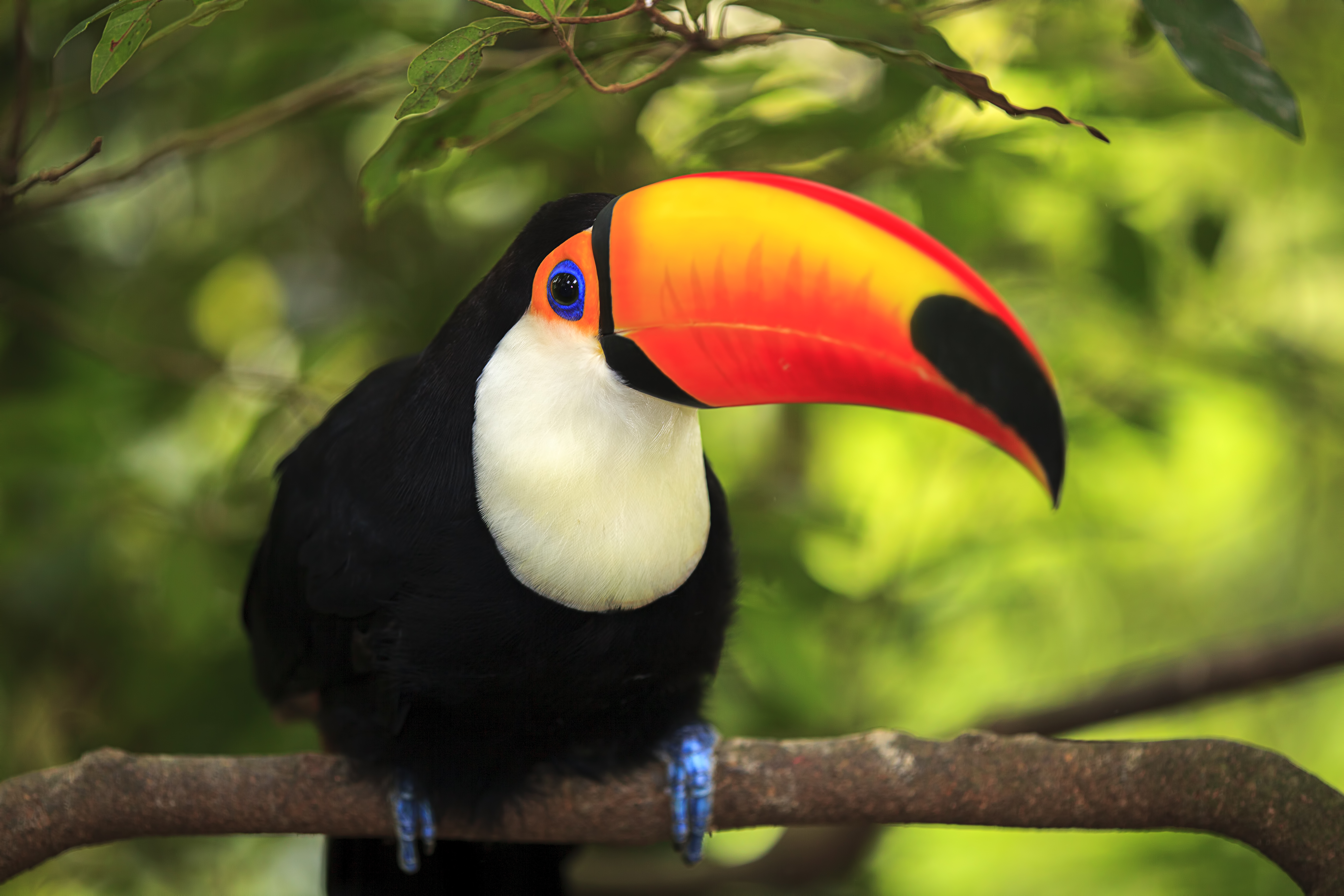 Toucan Detailed Information Photos Videos Toucan Detailed Information Photos Videos