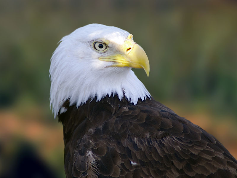Bald Eagles Endangered Species List