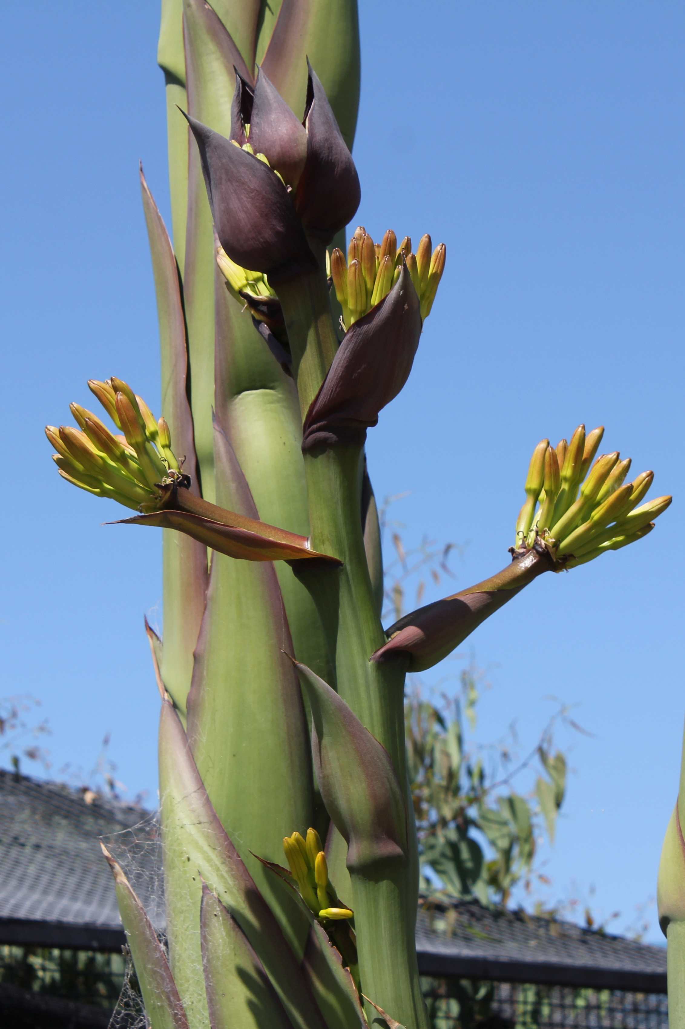Agave In Bloom | The Living Coast Discovery Center