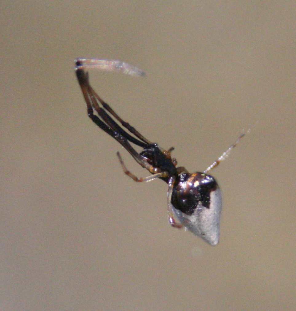 Spiders! EEK!!! | The Living Coast Discovery Center