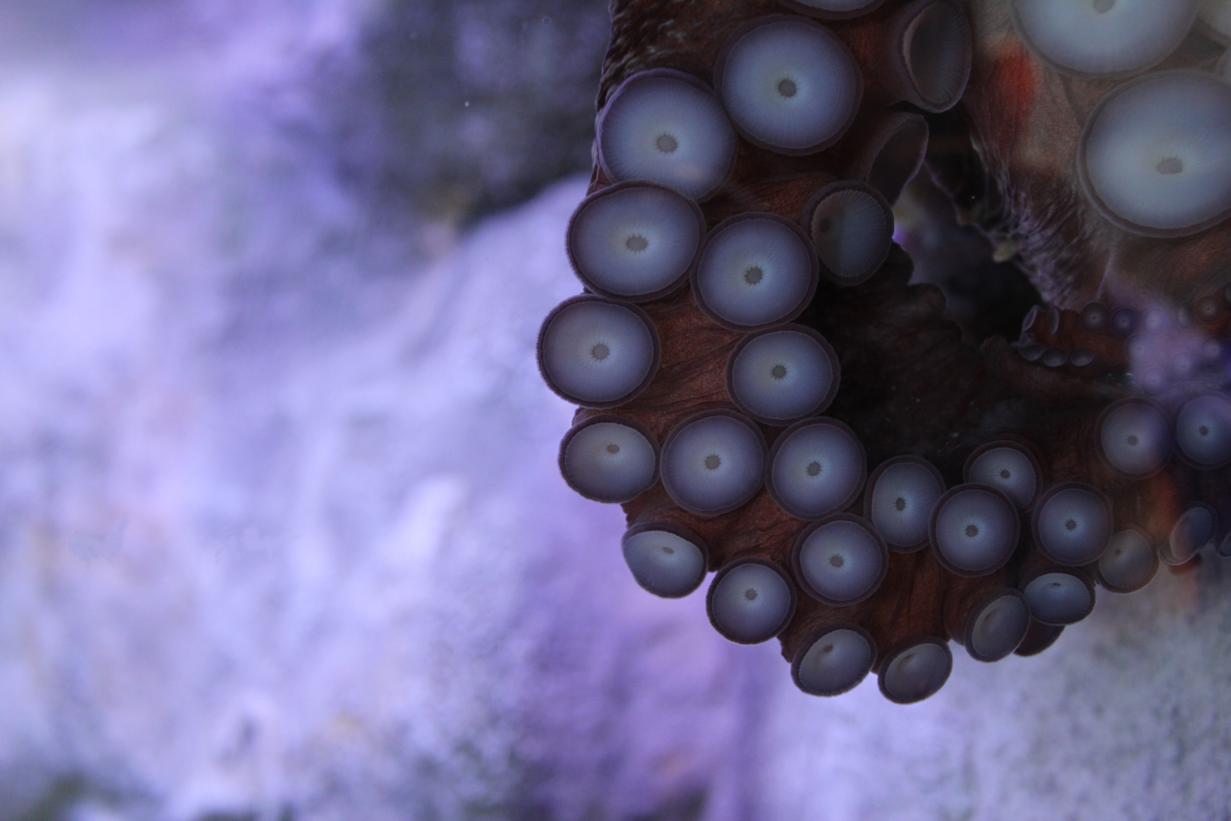 8 Reasons to SEA-lebrate World Octopus Day - The Living Coast Discovery ...