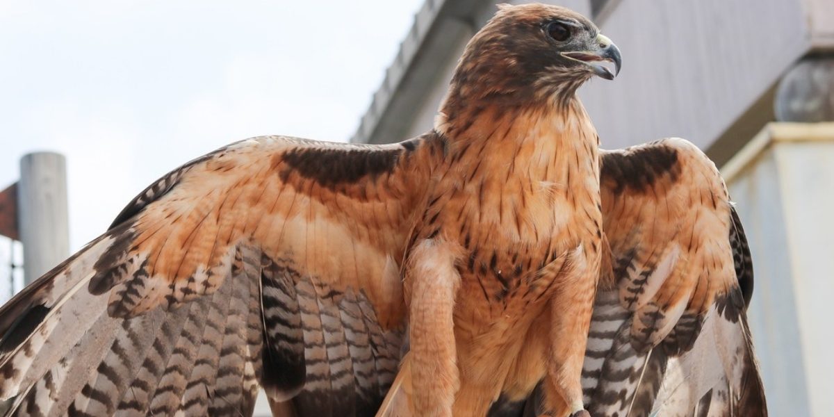 Exhibits - The Living Coast Discovery Center