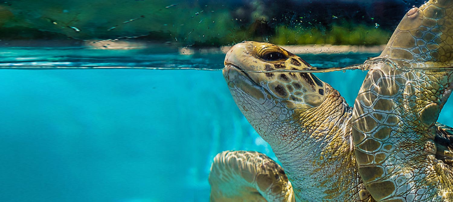 Now Open - The Living Coast Discovery Center