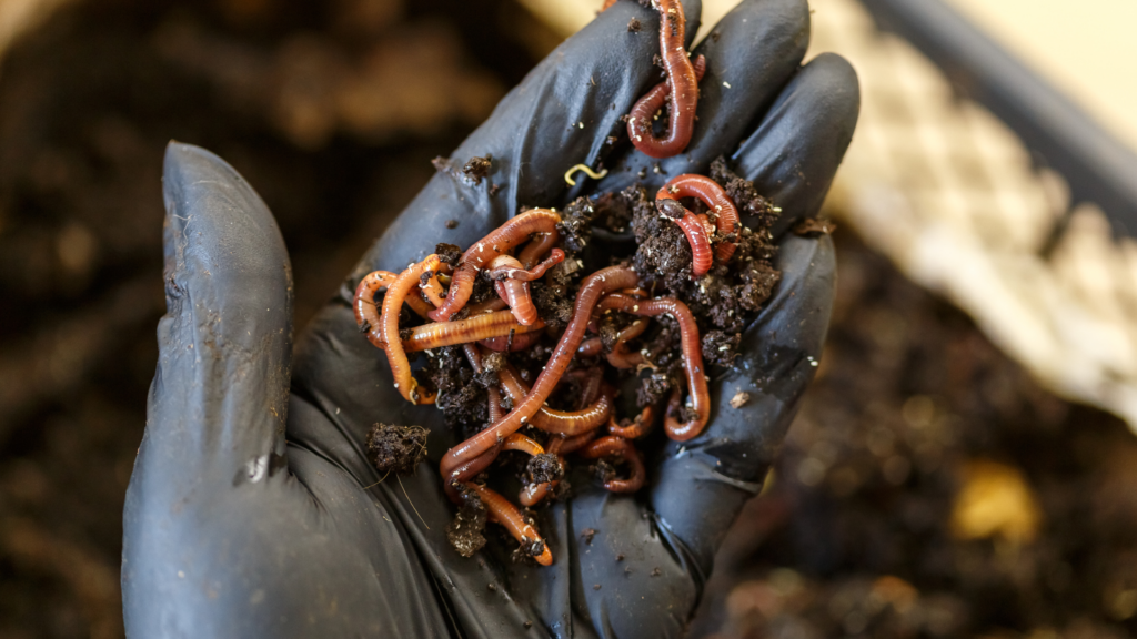 Vermicomposting Workshop - The Living Coast Discovery Center