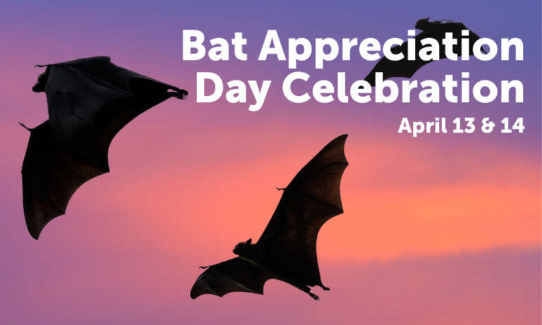 Bat Appreciation Day Celebration - The Living Coast Discovery Center