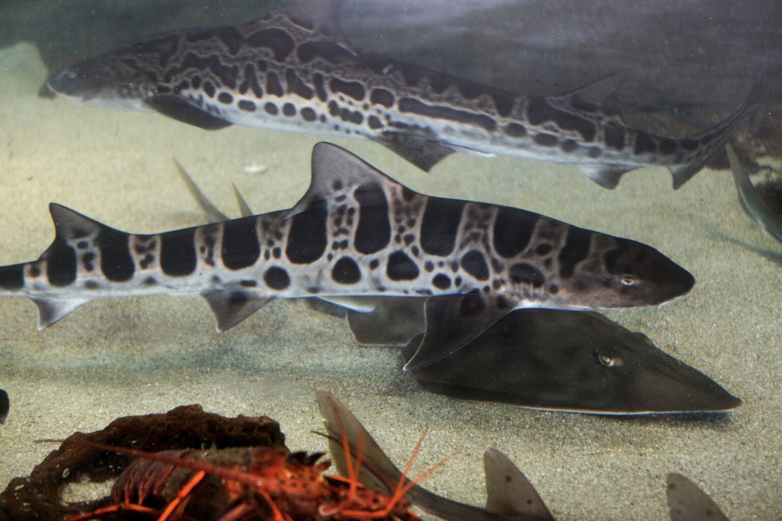 Shark & Ray Presentation - The Living Coast Discovery Center